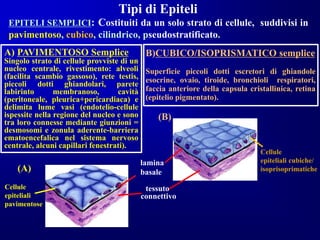 Epitelio | PPT