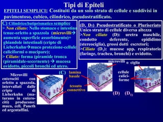 Epitelio | PPT