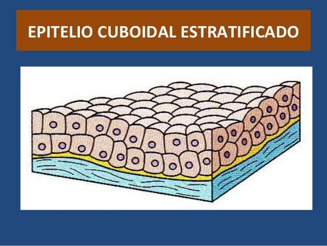 Epitelio Cuboidal Estratificado
