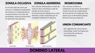 Funciones, clasificación y características del tejido epitelial en el ...