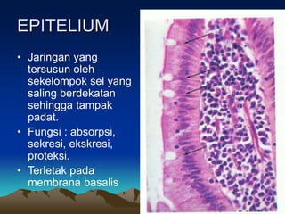 Slide presentasi kuliah epitelium dalam tubuh hewan | PPT