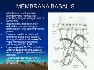 Slide presentasi kuliah epitelium dalam tubuh hewan | PPT