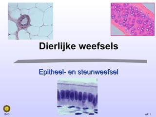 Epitheel | PPT