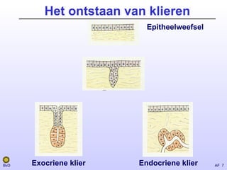 Epitheel | PPT