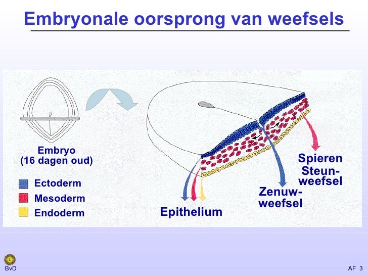 Endochondrale Botvorming