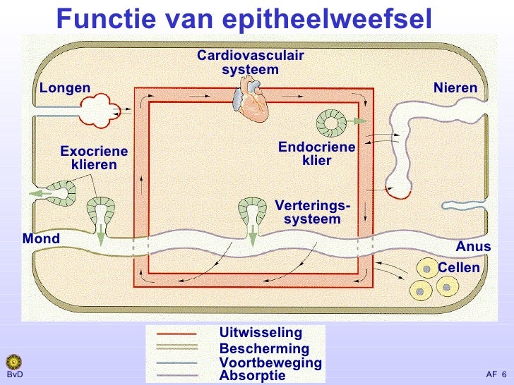 Epitheel Epitheel