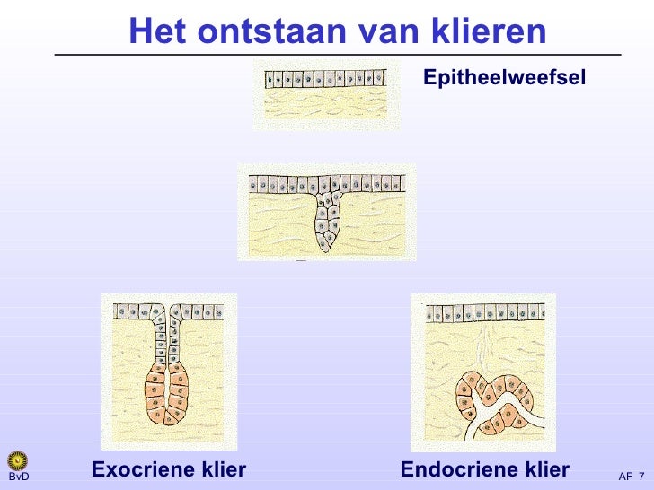 Epitheel Epitheel