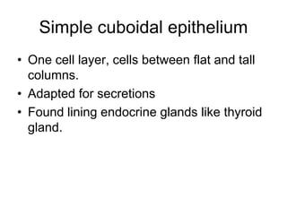 Epithelia and glands.ppt