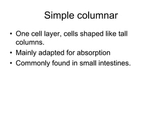 Epithelia and glands.ppt