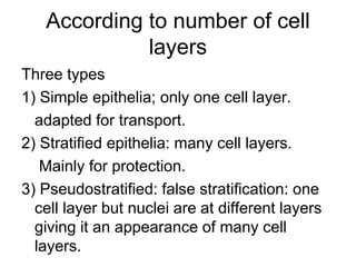 Epithelia and glands.ppt