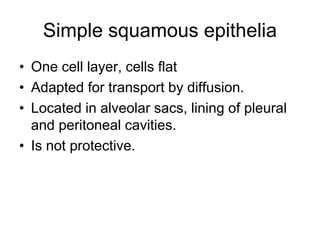 Epithelia and glands.ppt
