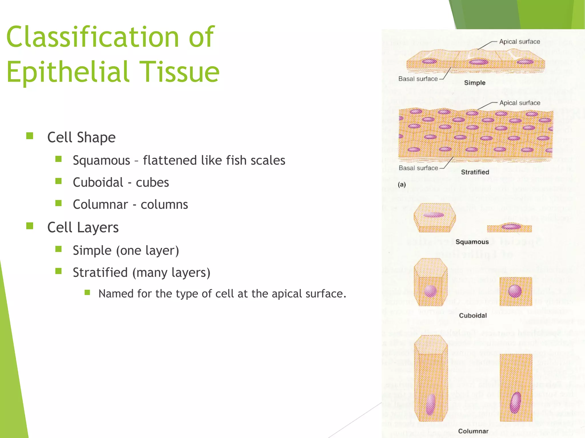 TISSUES OF BODY (EPITHELIUM, CONNECTIVE) | PPT