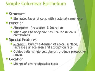 TISSUES OF BODY (EPITHELIUM, CONNECTIVE) | PPT