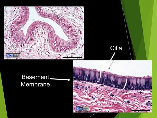 TISSUES OF BODY (EPITHELIUM, CONNECTIVE) | PPT