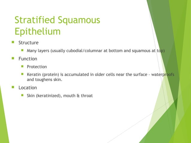 TISSUES OF BODY (EPITHELIUM, CONNECTIVE) | PPT