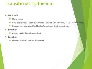 TISSUES OF BODY (EPITHELIUM, CONNECTIVE) | PPT