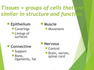 TISSUES OF BODY (EPITHELIUM, CONNECTIVE) | PPT
