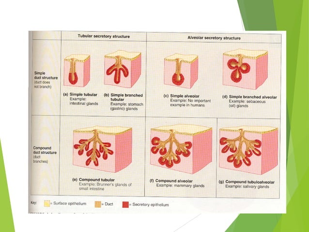 TISSUES OF BODY (EPITHELIUM, CONNECTIVE) | PPT