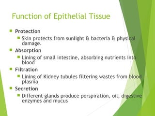TISSUES OF BODY (EPITHELIUM, CONNECTIVE) | PPT