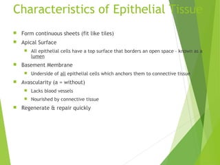 TISSUES OF BODY (EPITHELIUM, CONNECTIVE) | PPT