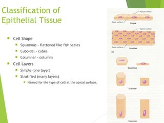 TISSUES OF BODY (EPITHELIUM, CONNECTIVE) | PPT