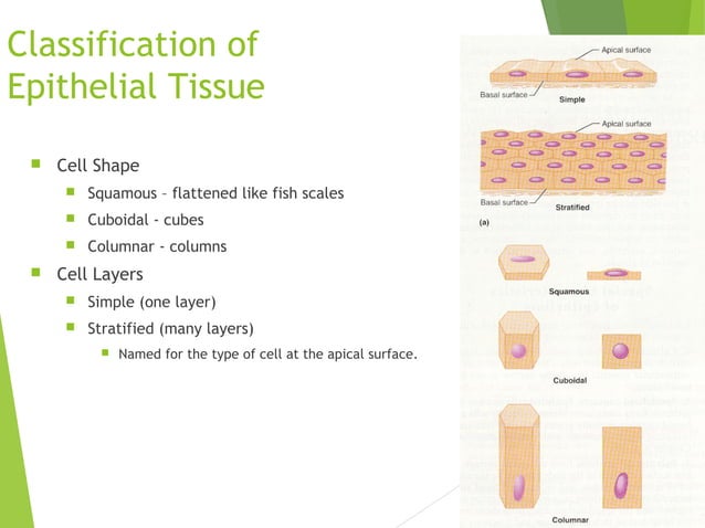 TISSUES OF BODY (EPITHELIUM, CONNECTIVE) | PPT