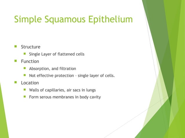 TISSUES OF BODY (EPITHELIUM, CONNECTIVE) | PPT
