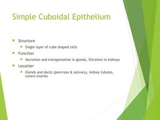 TISSUES OF BODY (EPITHELIUM, CONNECTIVE) | PPT