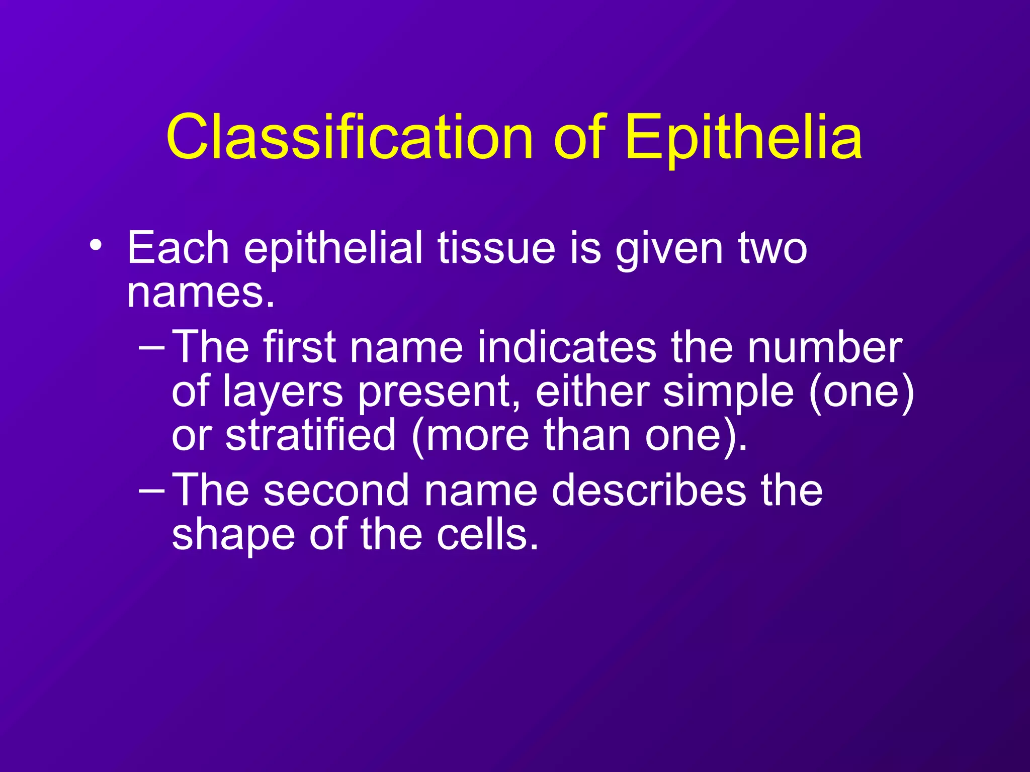 Epithelial tissue (2011) | PPT