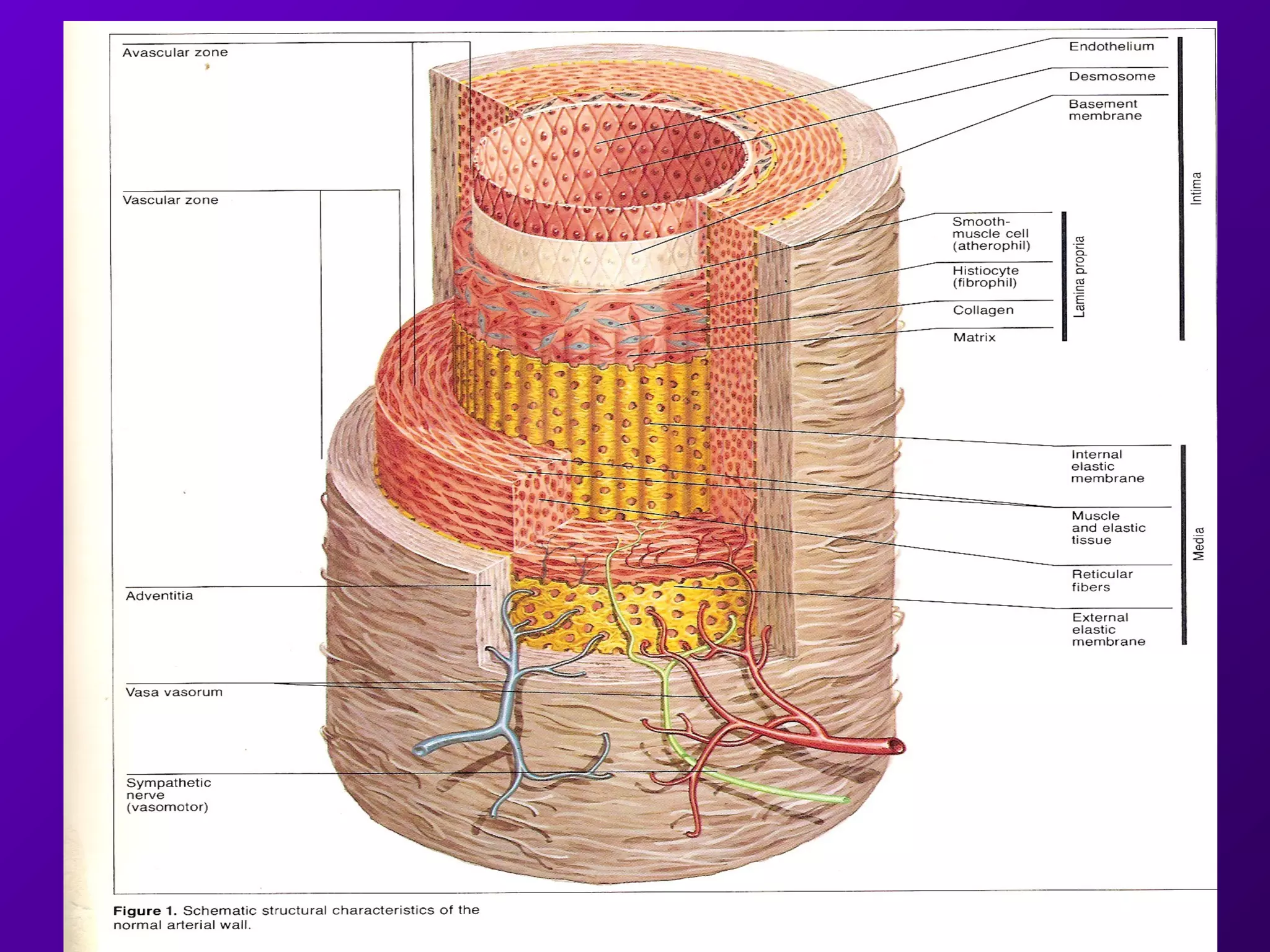 Epithelial tissue (2011) | PPT
