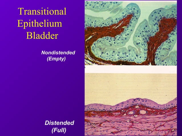 Epithelial tissue (2011) | PPT