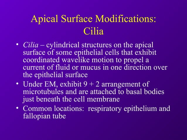 Epithelial tissue (2011) | PPT