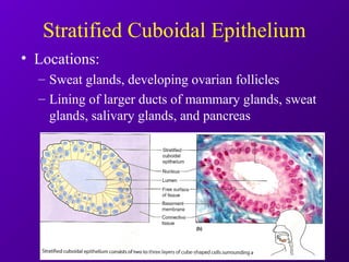 Stratified Cuboidal Labeled