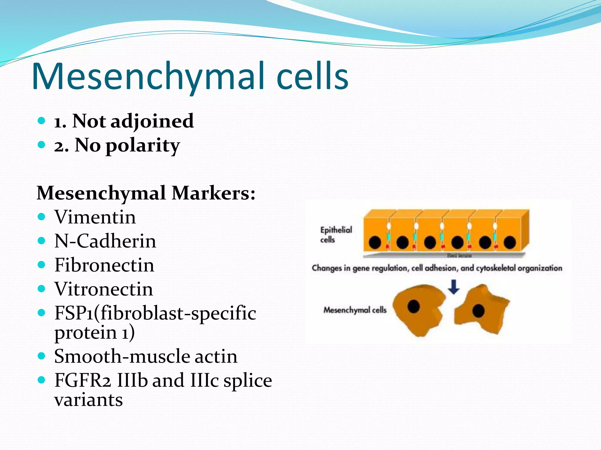 Epithelial and mesenchymal transition in invasion and metastasis | PPTX