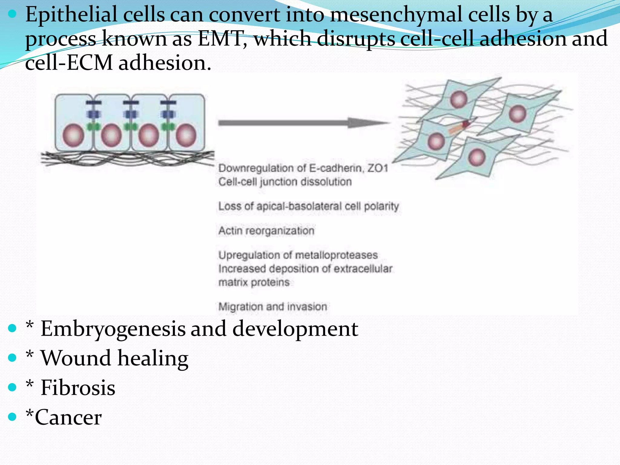 Epithelial and mesenchymal transition in invasion and metastasis | PPTX