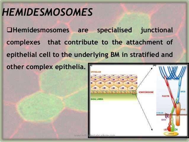 Epithelial CELL JUNCTIONS /endodontic courses