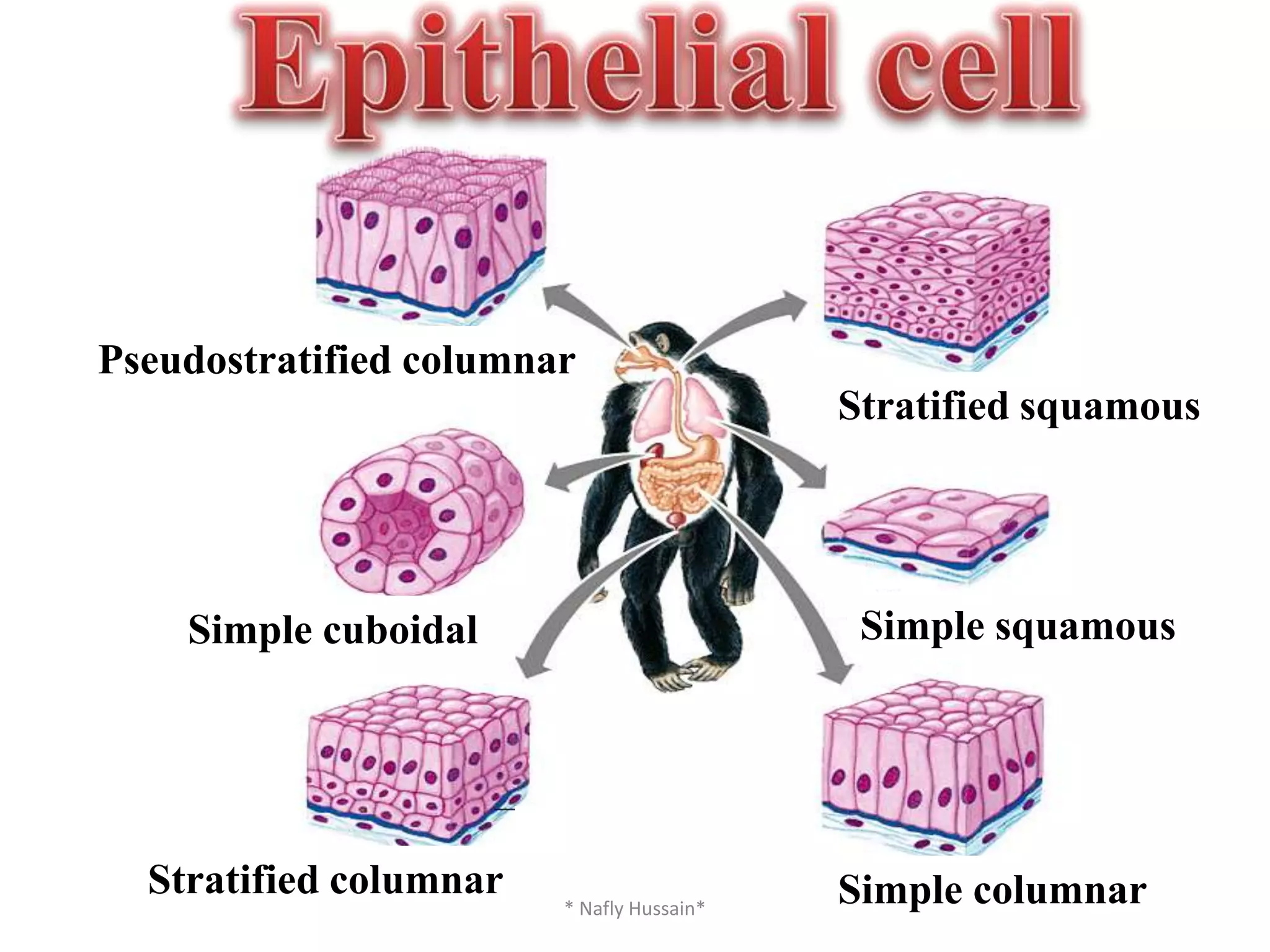 Epithelial cell | PPTX