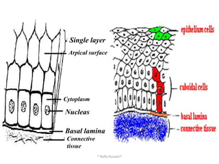 Epithelial Cells Diagram