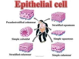 Epithelial Cell