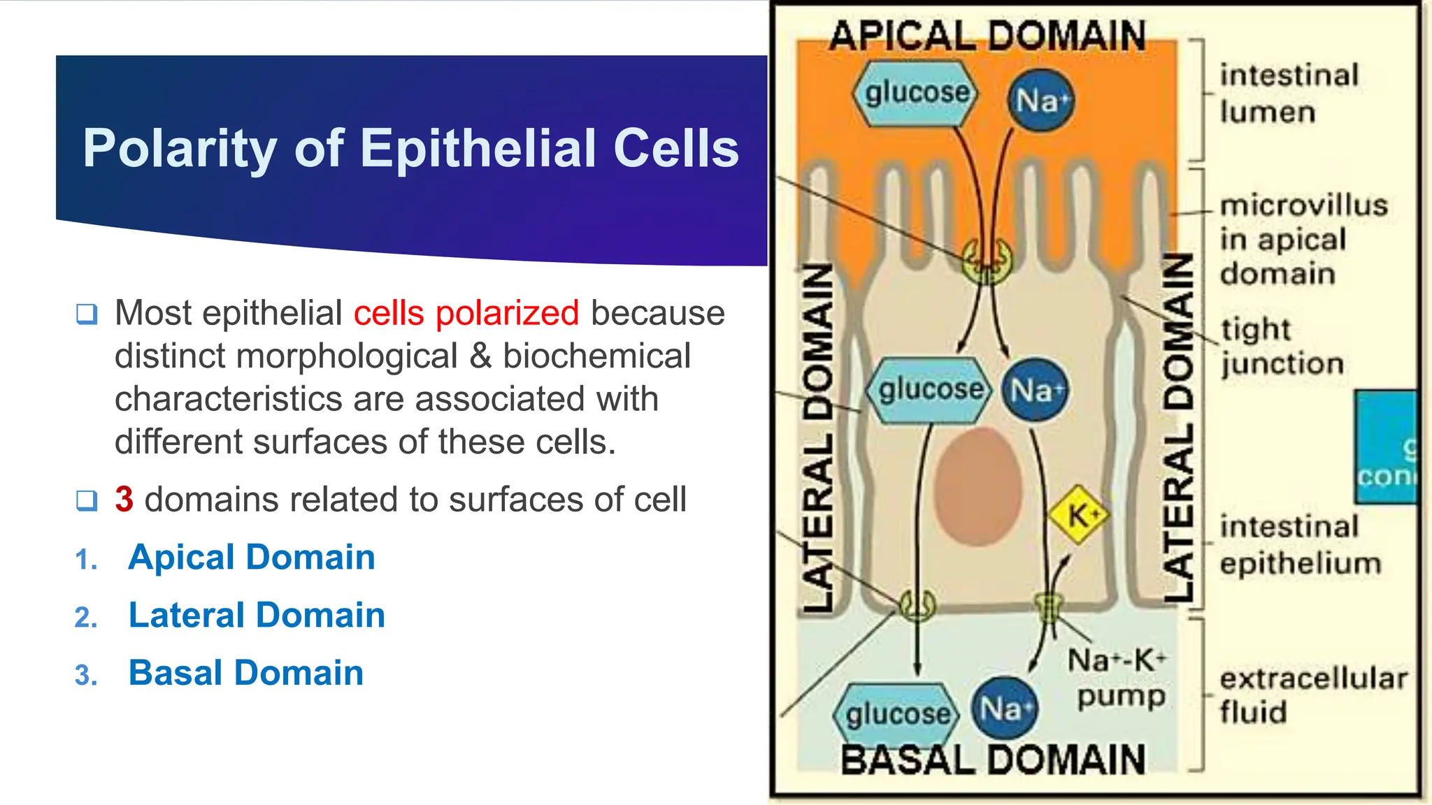 Epithelial Cell Surface Specialization by Dr. Rabia I. Gandapore.pptx