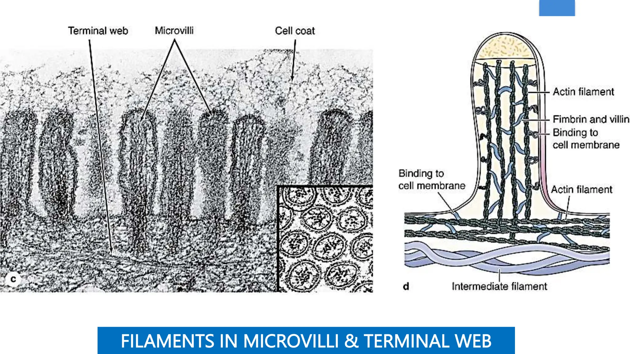 Epithelial Cell Surface Specialization by Dr. Rabia I. Gandapore.pptx