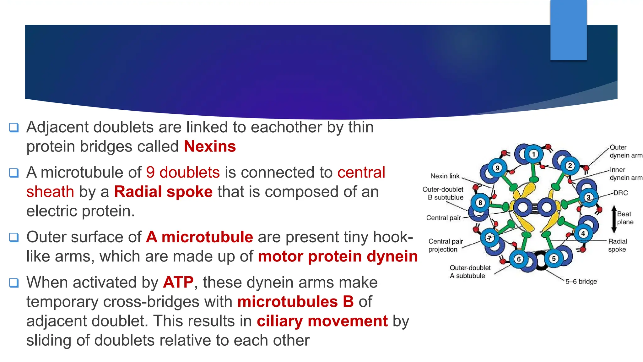 Epithelial Cell Surface Specialization by Dr. Rabia I. Gandapore.pptx