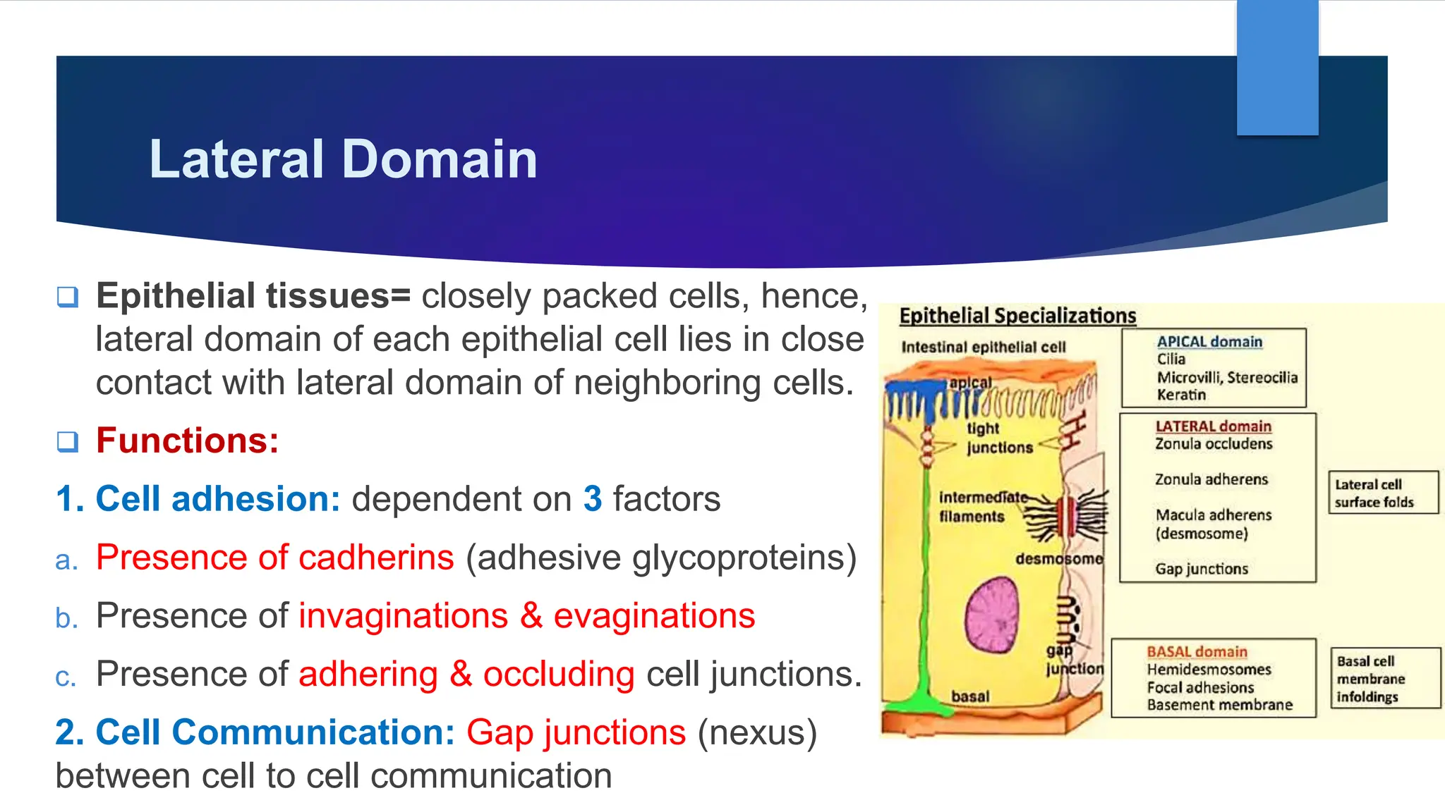 Epithelial Cell Surface Specialization by Dr. Rabia I. Gandapore.pptx