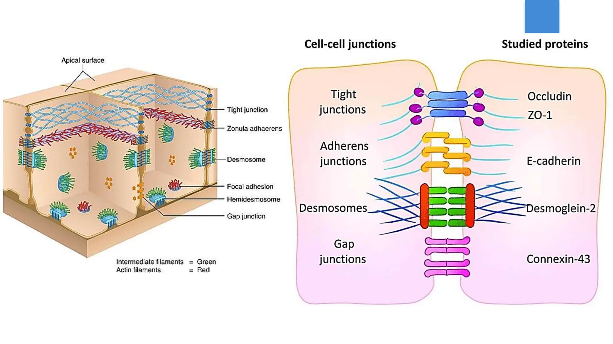 Epithelial Cell Surface Specialization by Dr. Rabia I. Gandapore.pptx