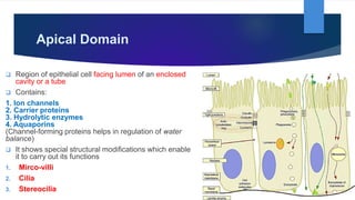 Epithelial Cell Surface Specialization by Dr. Rabia I. Gandapore.pptx