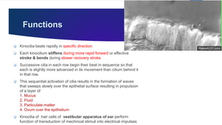 Epithelial Cell Surface Specialization by Dr. Rabia I. Gandapore.pptx