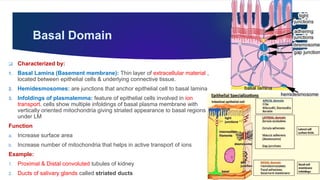 Epithelial Cell Surface Specialization by Dr. Rabia I. Gandapore.pptx