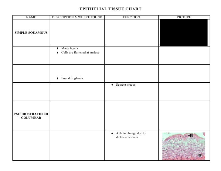 Epithelial Tissue Chart