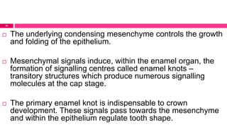 Epithelial – Mesenchymal Interactions in Tooth Development.pptx