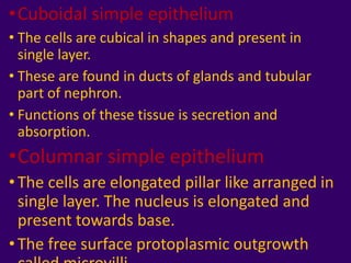 Epithelial tiss-WPS Office.pptx